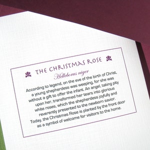 Christmas Rose Christmas Cards, Boxed Set of 10 Cards, Christmas ...