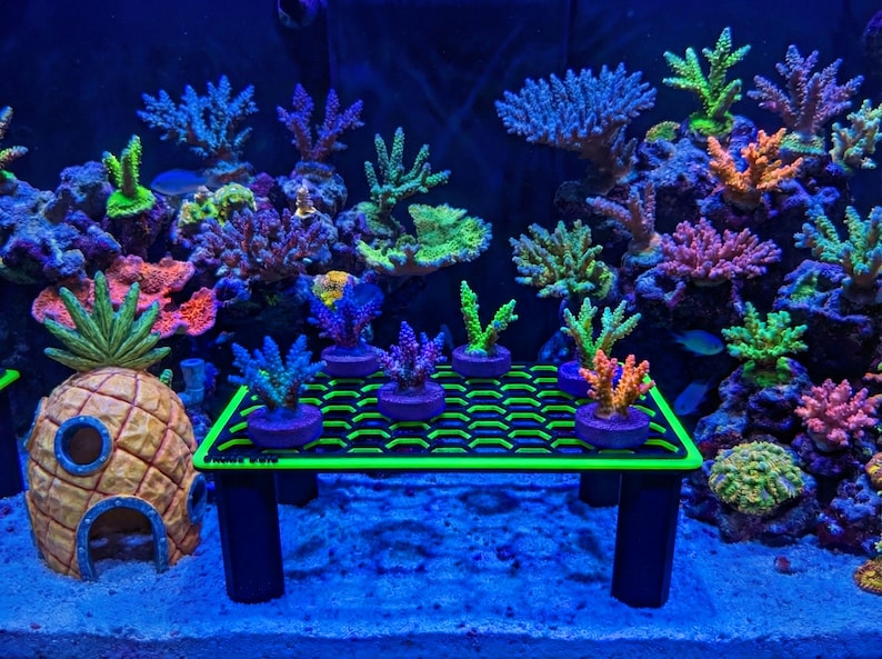 Coral Axis Hex Frag Rack (small) - Etsy
