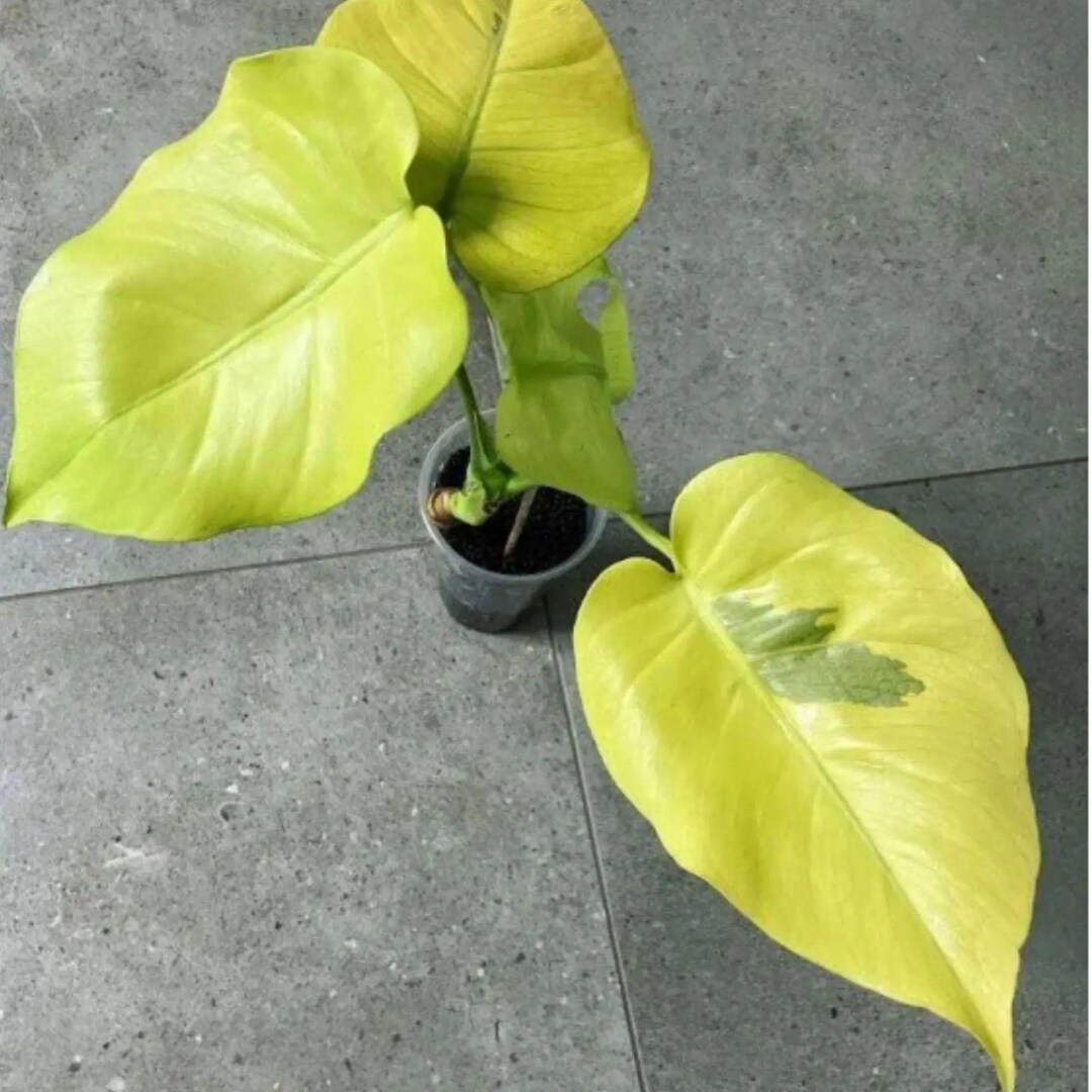 Monstera Lemon Lime Variegated Node Cutting - Etsy