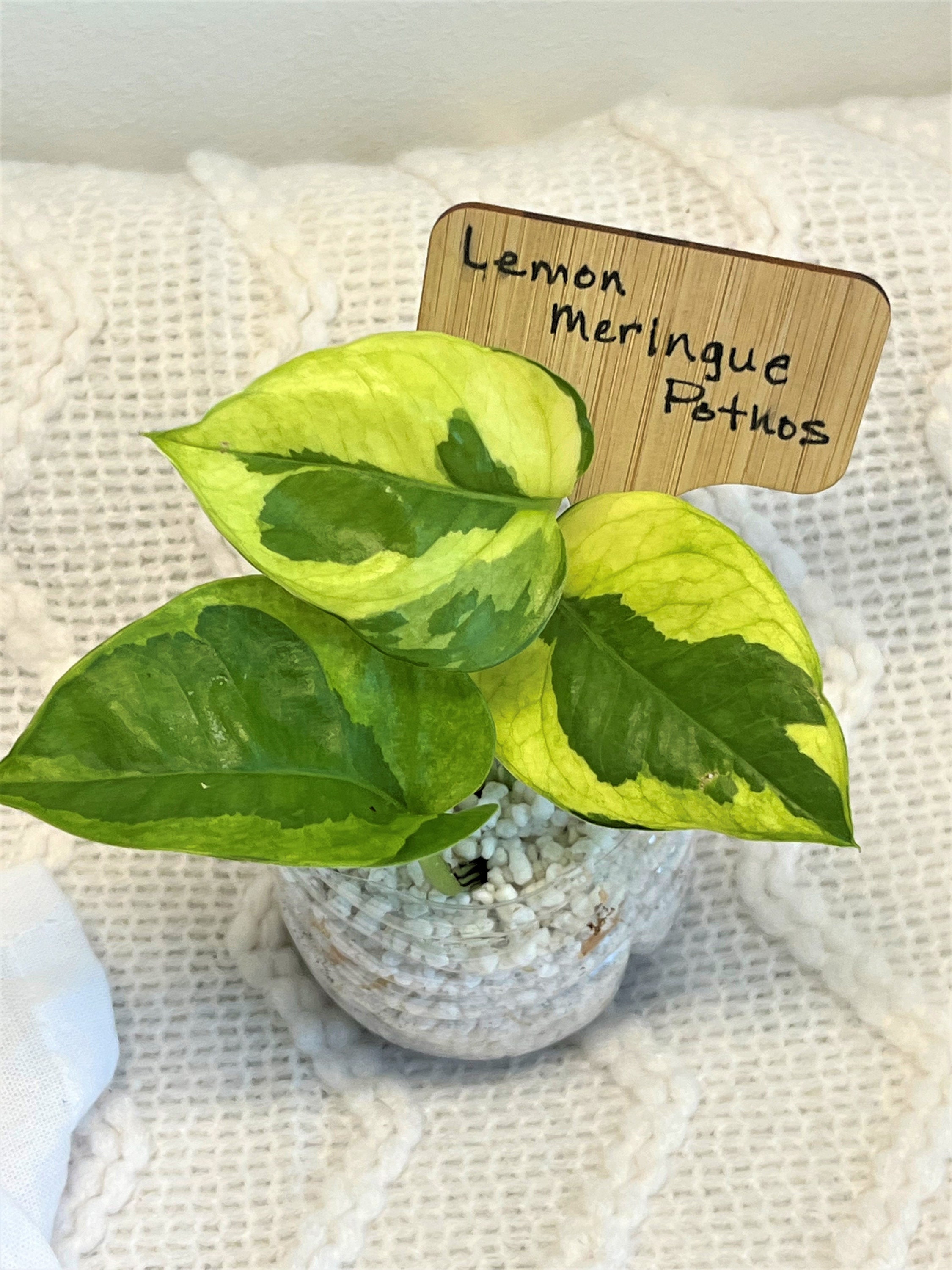 Lemon Meringue Pothos Rare Find Pothos House Plant Rare - Etsy