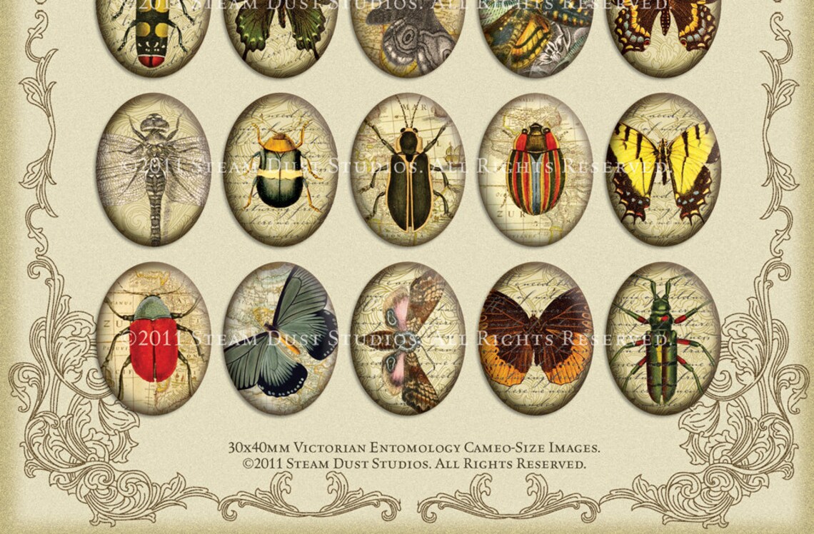 Victorian Entomology With Scrolls, Antique Script and Antique Maps ...
