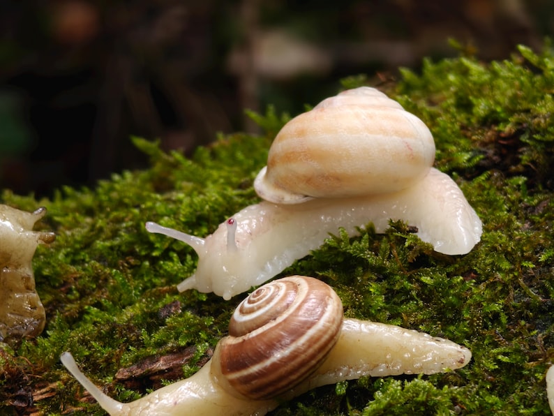 Handmade Realistic Snail Sculptures – Natural Shell & Polymer Clay ...