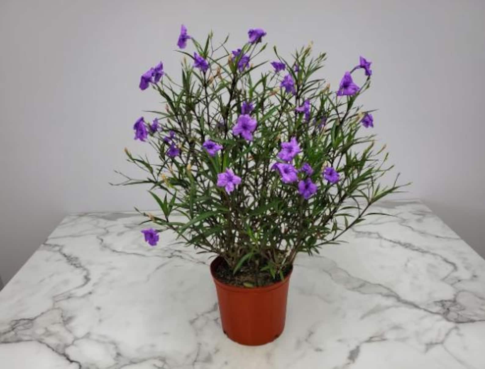 Set 2 Purple Showers Ruellia Live Plants, Mexican Petunia Plants ...