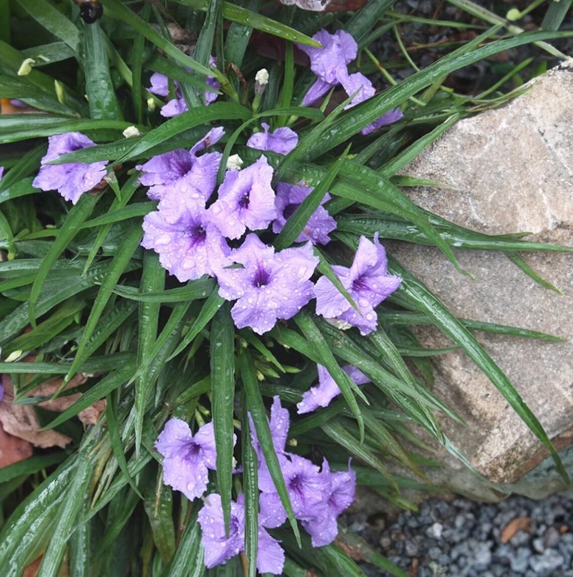 Set 2 Katie's Dwarf Blue Ruellia Live Plants, Purple Katie's Dwarf ...