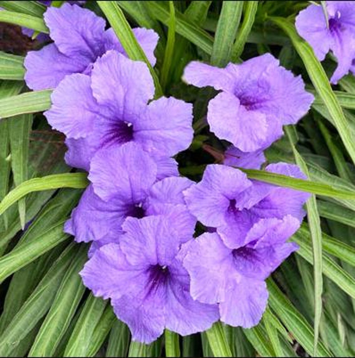 Set 2 Katie's Dwarf Blue Ruellia Live Plants, Purple Katie's Dwarf ...