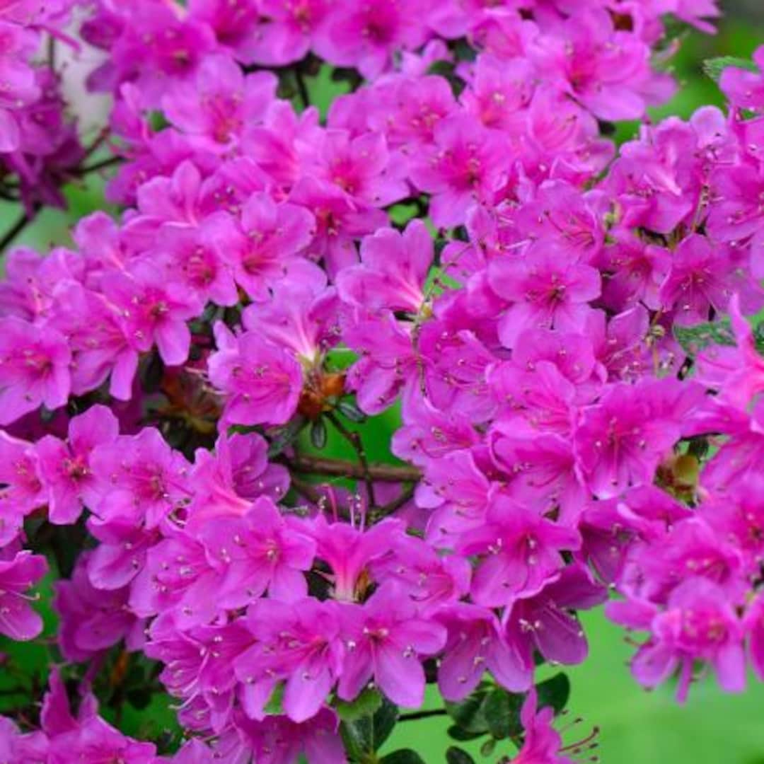 Purple Azaleas Plant Live for Planting, Rhododendron Flowering Shrub ...