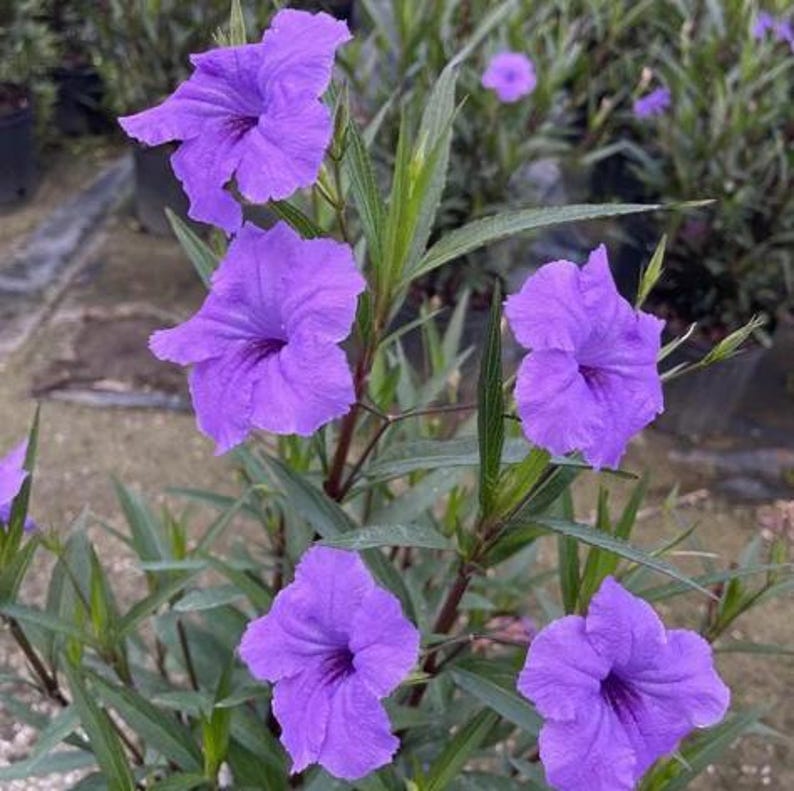 Set 2 Purple Showers Ruellia Live Plants, Mexican Petunia Plants ...