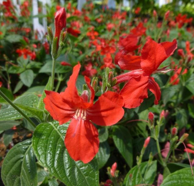 Set 2 Brazilian Red Ruellia Live Plants, Red Ruellia Flower Plants ...