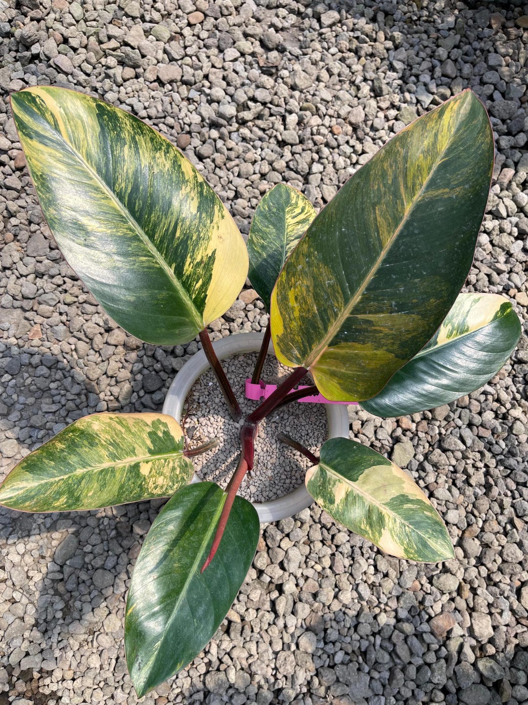 Philodendron Yellow Congo Variegated Big Size - Aroid Plant - Plant ...