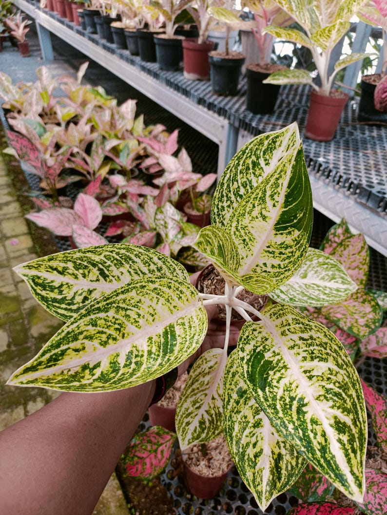 Aglaonema Widuri White - REAL PICT - Aroid Plant - Houseplants - Etsy