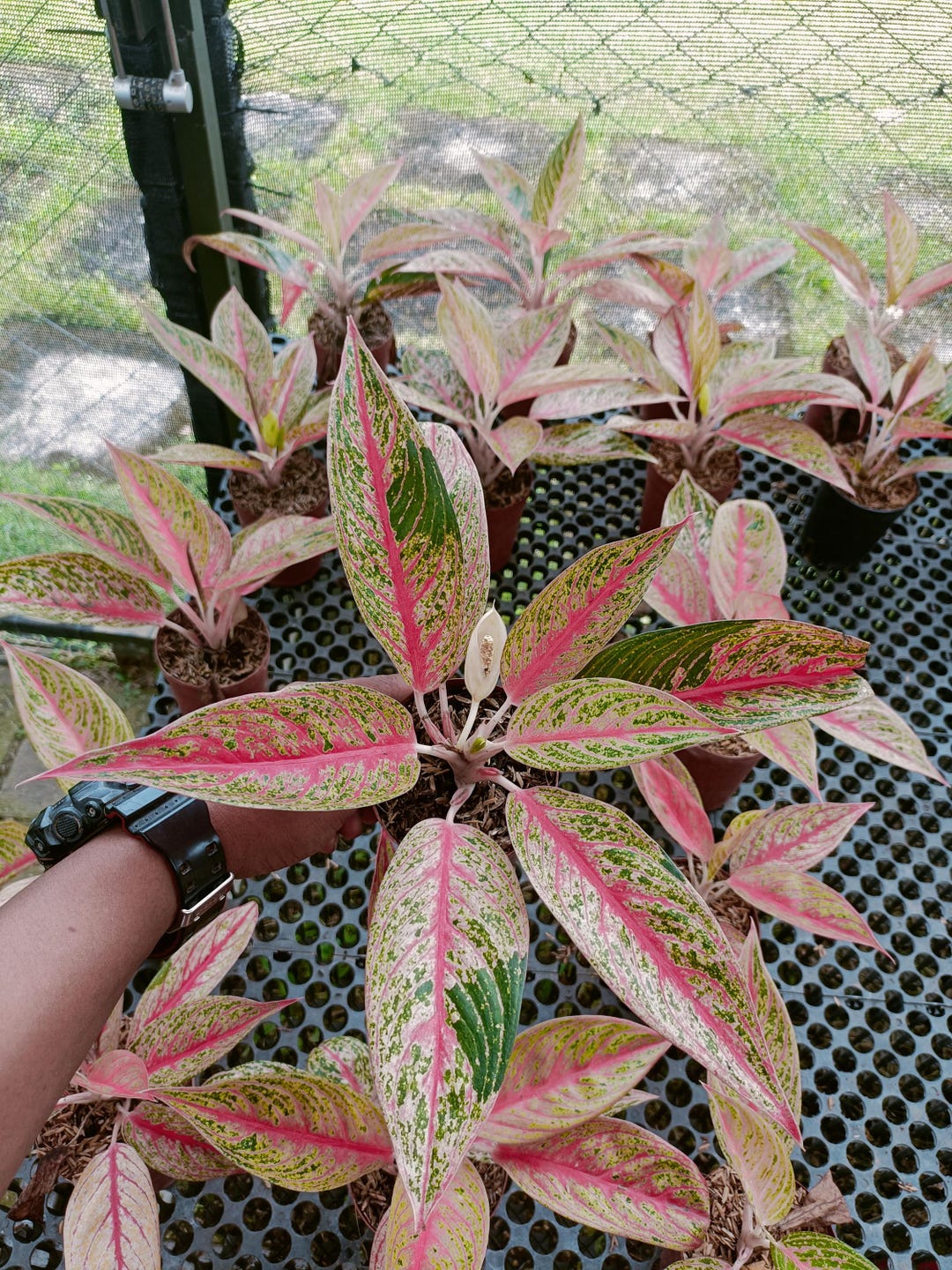 Aglaonema Red Legacy - REAL PICT - Aroid Plant - Houseplants - Etsy