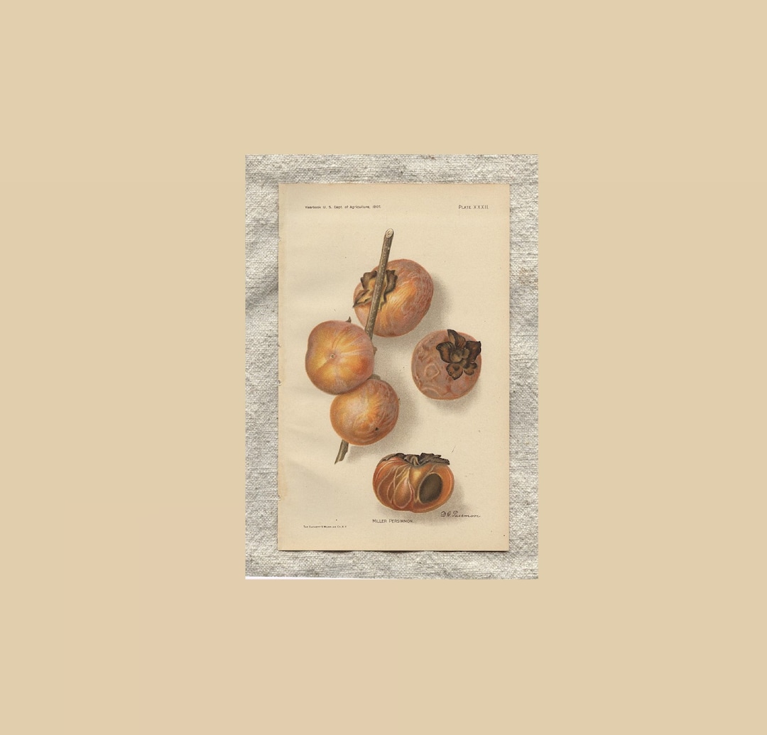 Antique Color Print of Miller Persimmons by D. G. Passmore, 1907 ...