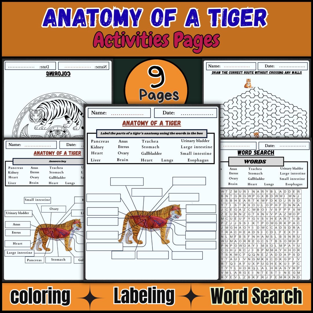 Anatomy of a Tiger Printable Worksheets Anatomy Labeling Activity Tiger ...