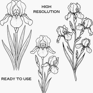 Iris Flower Line Art SVG, Retro Botanical Clipart PNG, Wildflower Cut ...
