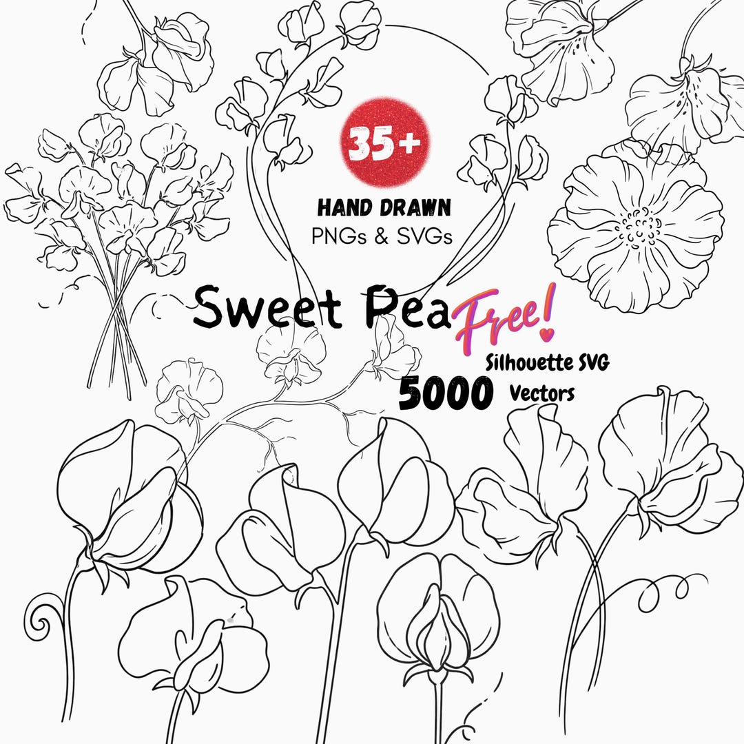 Sweet Pea Birth Month Flower Clipart, Line Art Floral PNG SVG (instant ...