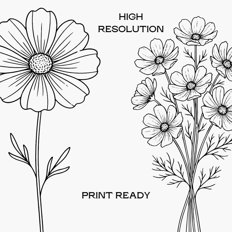 Cosmos Birth Month Flower Clipart SVG PNG, Botanical Line Art (instant ...
