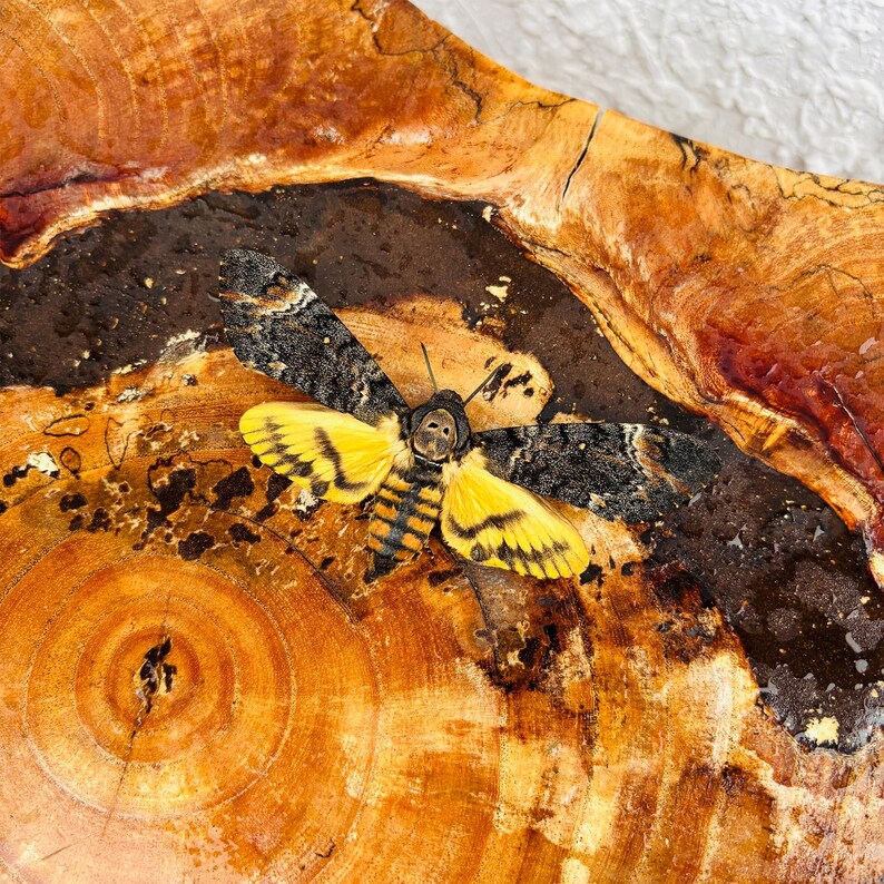 Taxidermy Death’s-head Hawkmoth, Skull Moth Specimen, Moth Display ...