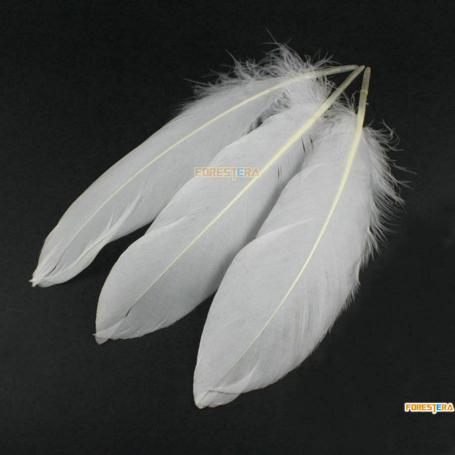 50 Pieces White Feather 14-20cm (YM349) - Etsy