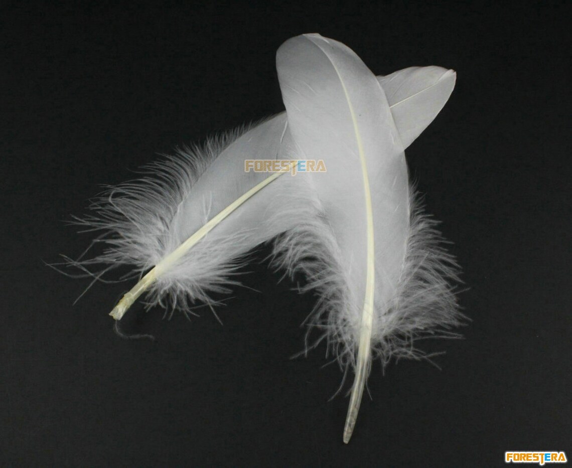 50 Pieces White Feather 14-20cm (YM4) - Etsy