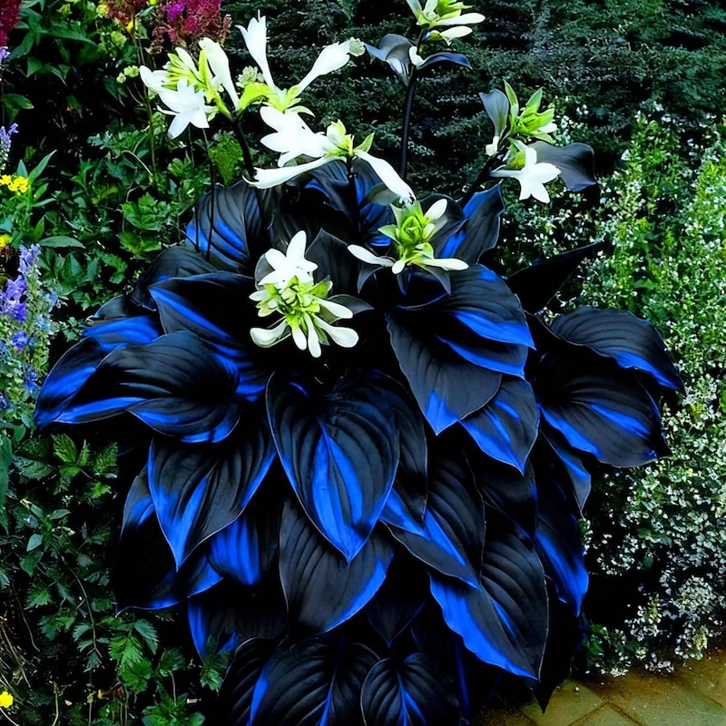 Blue and Black Hostas - Etsy
