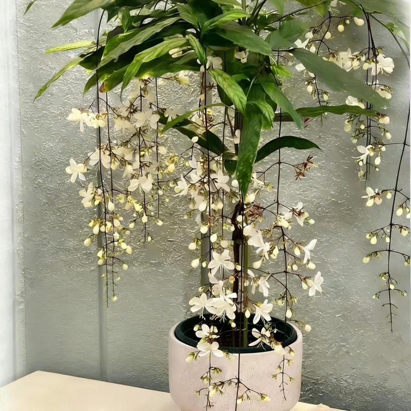 Trailing Jasmine Plants - Etsy