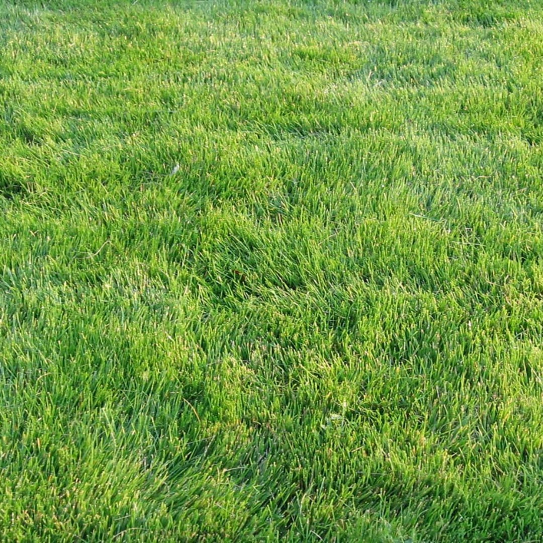 Zoysia Grass Seeds Dense Soft Perennial Lawn Seeds Full Sun & Partial ...