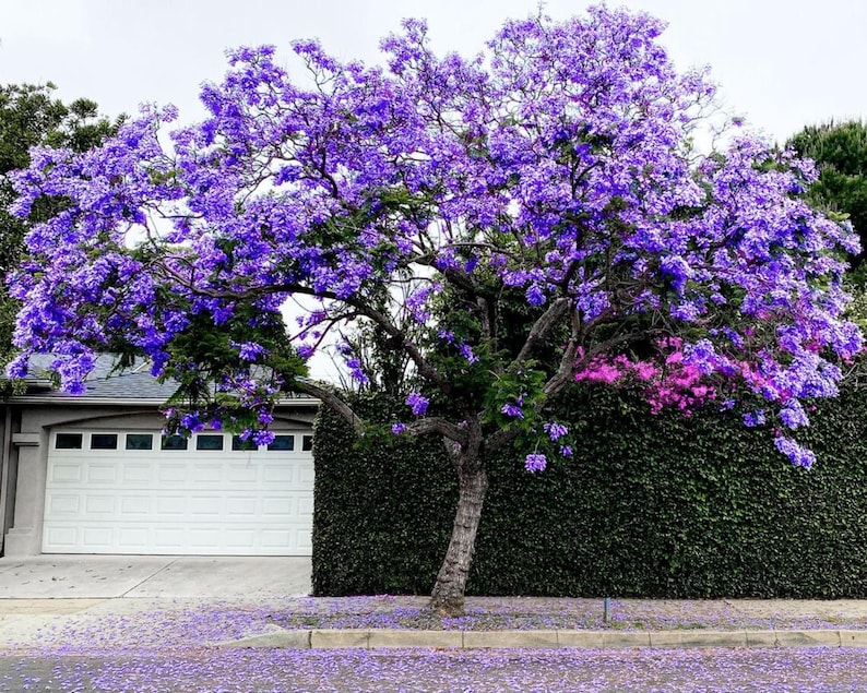 Graines de Jacaranda Mimosifolia - Arbre d'ombrage ornemental à ...