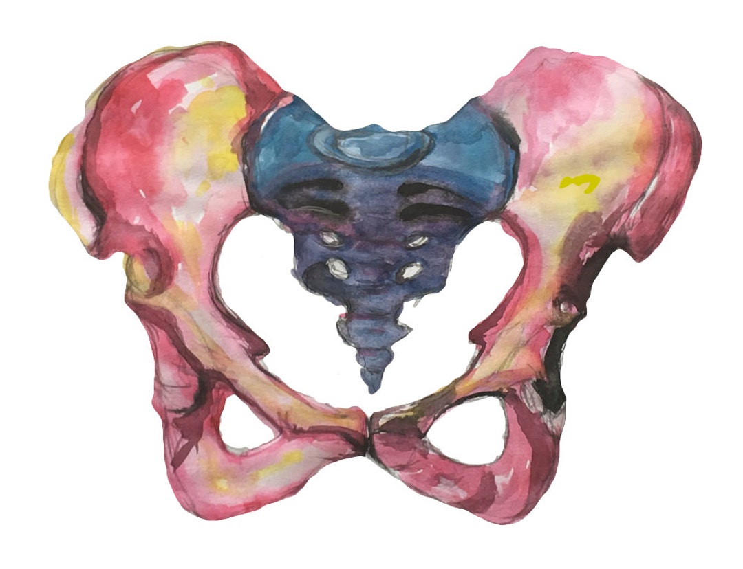 Pelvis - Etsy