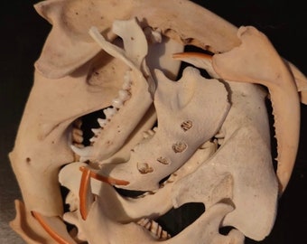 A Single English Red Fox Jaw Bone Ideal for Crafting. - Etsy Canada