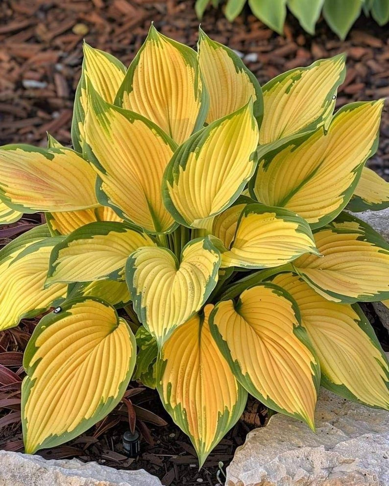 1000+ Mixed Color – Shade-tolerant Perennial Seeds – Colorful Hosta Mix ...