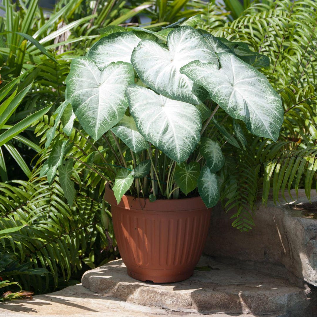 2 Snow White Caladium Bulbs – Fancy Leaf Elephant Ear – Perennial Shade ...