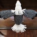 Young Eagle,knitting and Crochet Pattern - Etsy