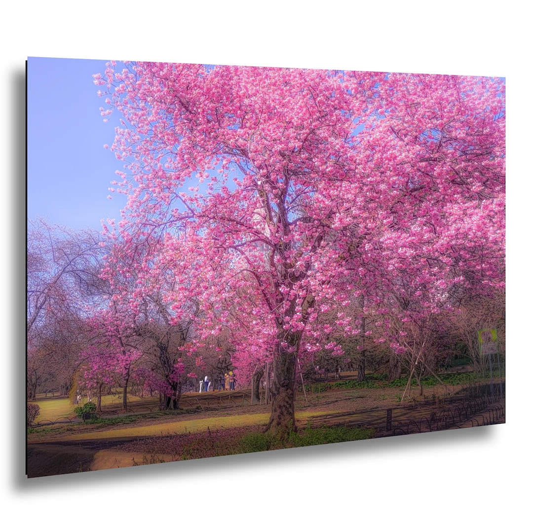 Shinjuku Gyoen Cherry Blossoms Tokyo – A Short Walk Into Spring, Japan ...