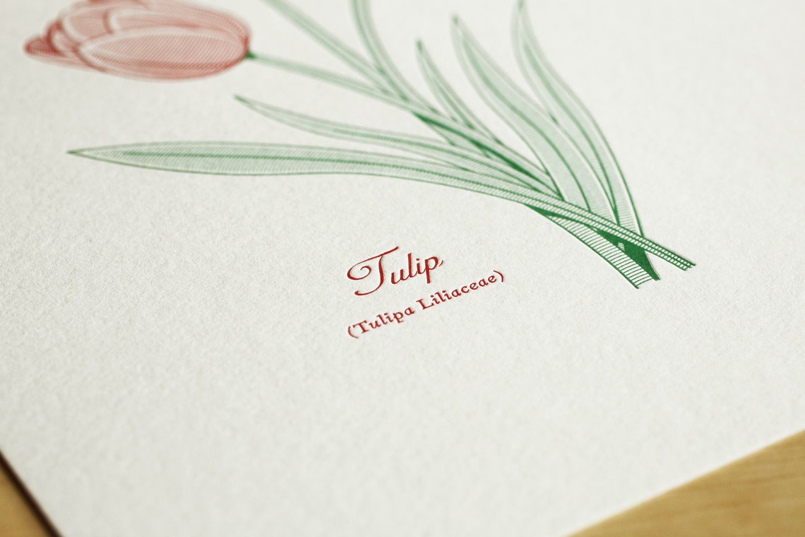 Tulip Flower Wall Art Letterpress Botanical Art Print - Etsy