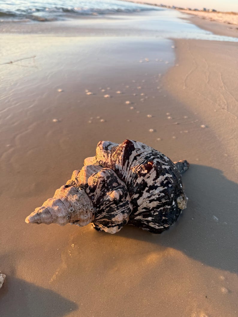 Florida Horse Conch Shell (natural) - Etsy