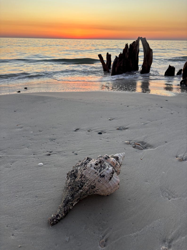 Florida Horse Conch Shell (natural) - Etsy