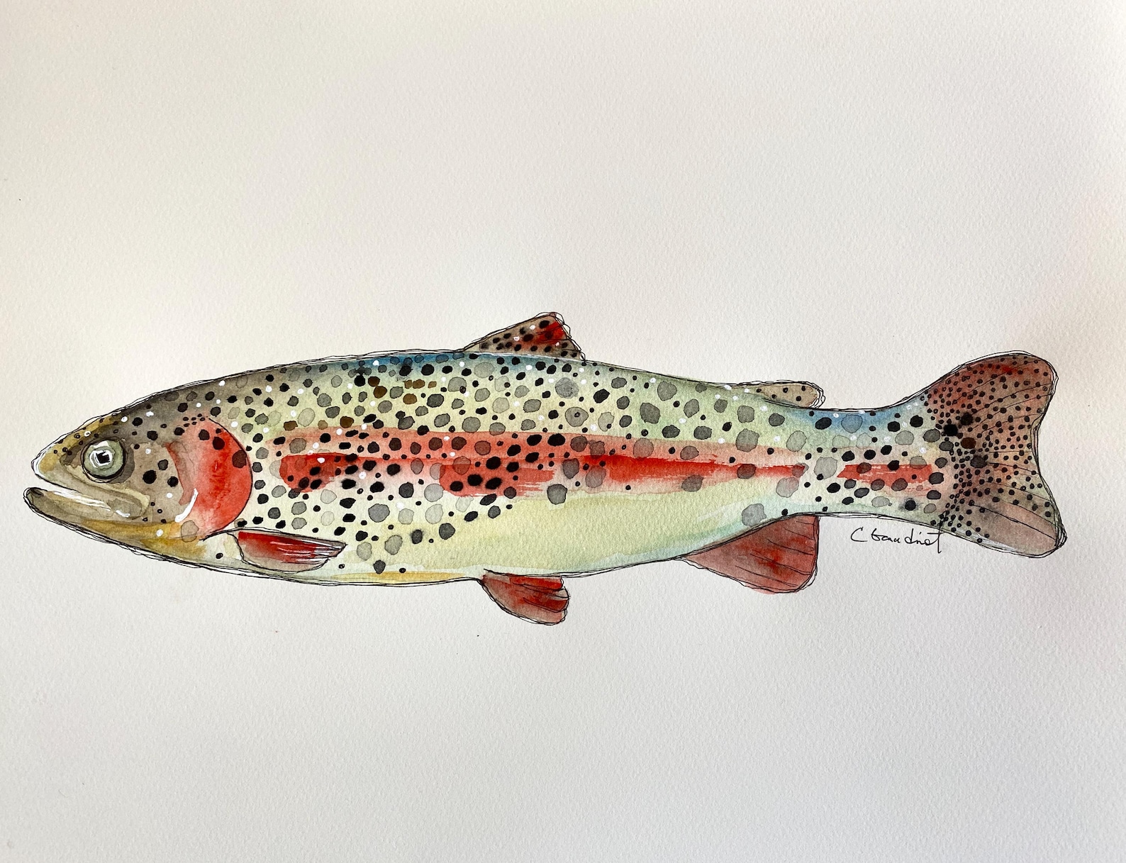 12X16 Watercolor Painting of Rainbow Trout, Watercolor & Ink ...