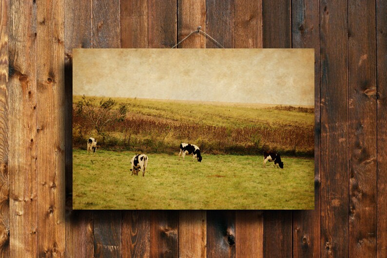 Autumn Cows 16x24 Canvas Print Cows Photography - Etsy