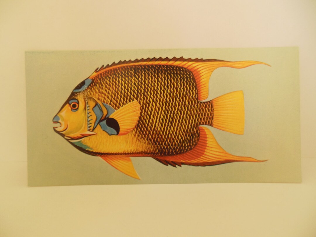 Vintage Fish Flash Card Color Decor Paper Ephemera Queen Angelfish 1960 ...