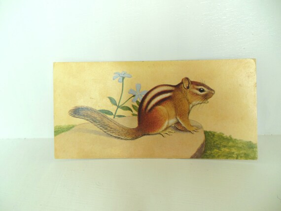 Vintage Mammal Flash Card Color Paper Ephemera Chipmunk - Etsy