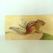 Vintage Mammal Flash Card Color Paper Ephemera Chipmunk 60's (item 12 ...