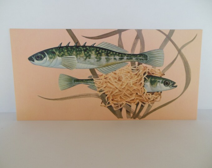 Vintage Fish Flash Card Color Decor Paper Ephhemera Brook - Etsy