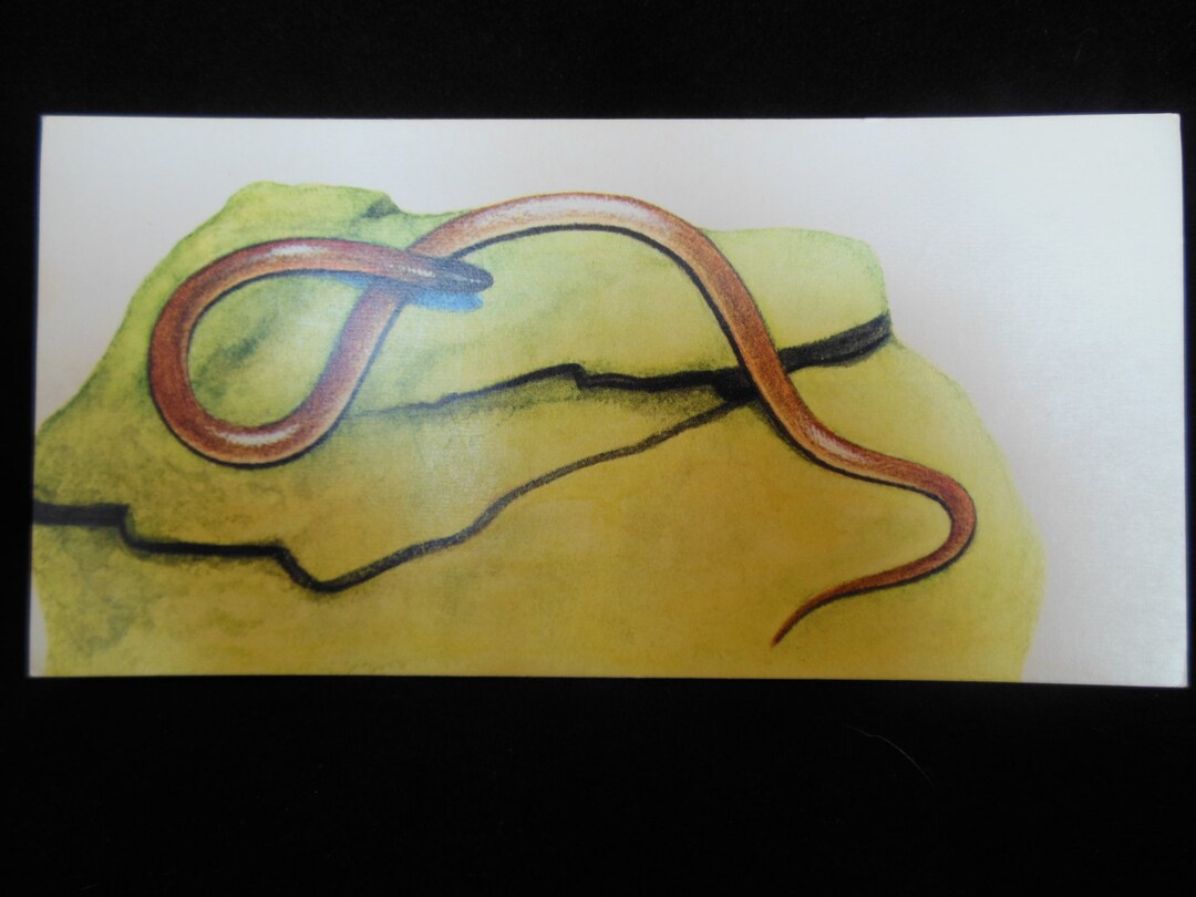 Vintage Reptile Flash Card Color Decor Paper Ephemera Northern Flat ...