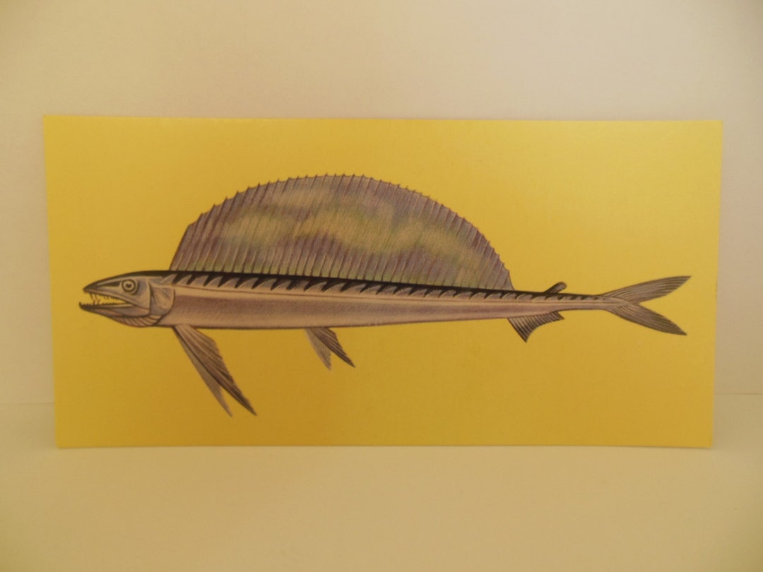 Vintage Fish Flash Card Color Decor Paper Ephhemera Longnose Lancetfish ...
