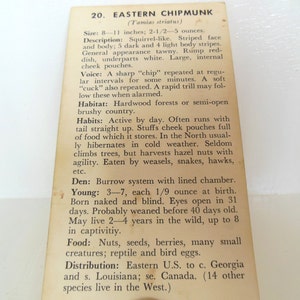 Vintage Mammal Flash Card Color Paper Ephemera Chipmunk 60's (item 12 ...