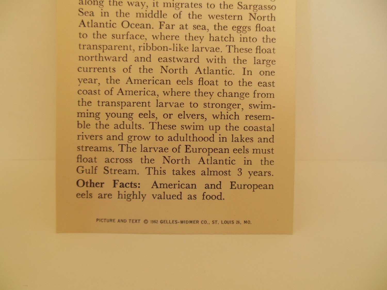 Vintage Fish Flash Card Color Decor Paper Ephhemea American | Etsy