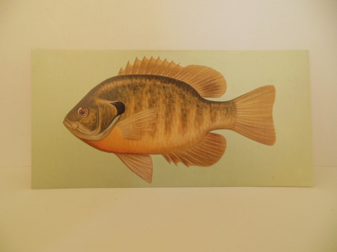 Vintage Fish Flash Card Color Decor Paper Ephemera Bluegill 1960's item ...