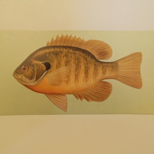 Vintage Fish Flash Card Color Decor Paper Ephemera Bluegill 1960's item ...