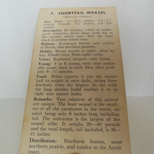 Vintage Mammal Flash Card Color Paper Ephemera Weasel 60's item 12 - Etsy