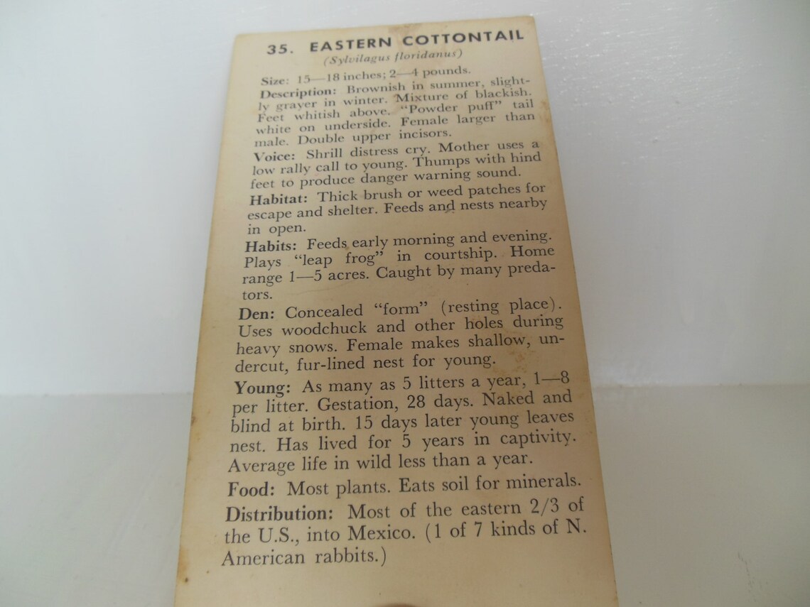 Vintage Mammal Flash Card Color Paper Ephemera Eastern Cottontail 60's ...